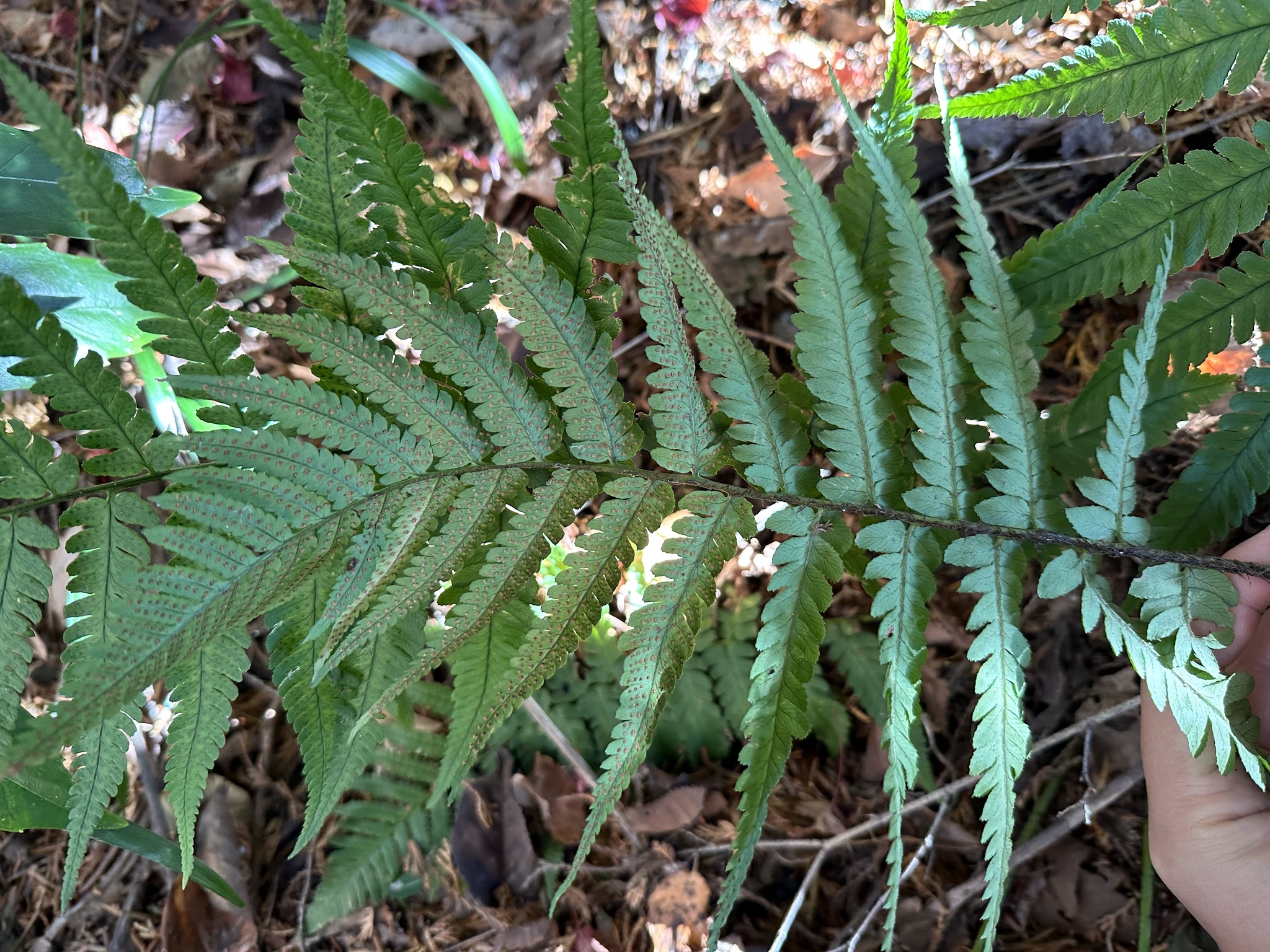 Dryopteris uniformis (Makino) Makino