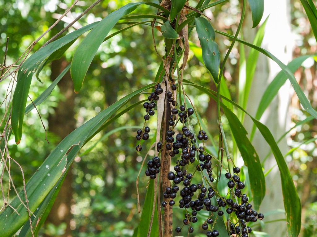 Slender Palm Lily from Montville QLD 4560, Australia on March 20, 2022 ...