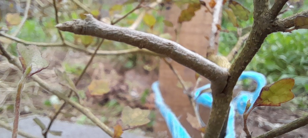 Geometer Moths from Matangi, New Zealand on November 10, 2022 at 12:23 ...