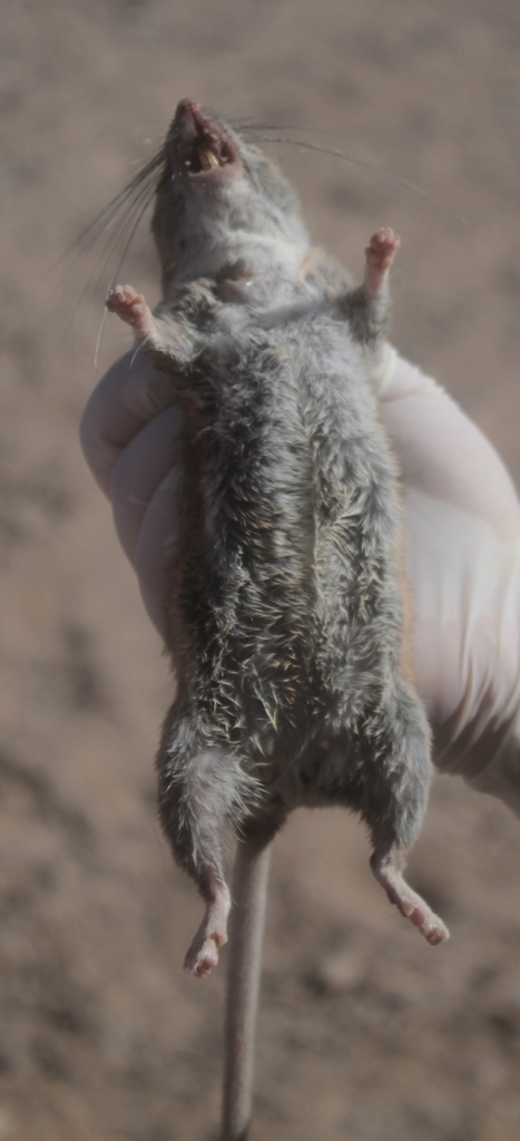 Mexican Woodrat (Neotoma mexicana) - Know Your Mammals