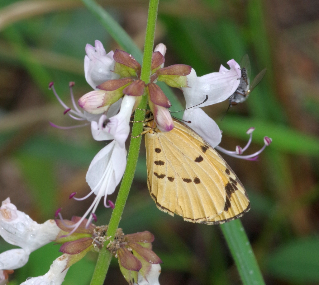 Liptena homeyeri from Main road [EN250/EN160] north from Cuemba towards ...