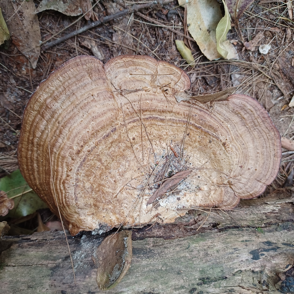 Funalia from Somersby NSW 2250, Australia on November 27, 2022 at 12:05 ...