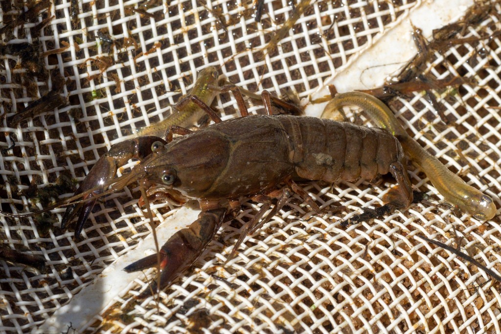 Common Yabby in April 2022 by Jesse de Vries · iNaturalist