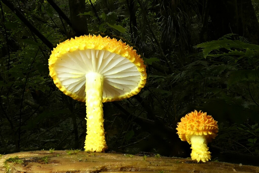 Golden-scruffy Collybia from Pakotai, New Zealand on November 17, 2022 ...