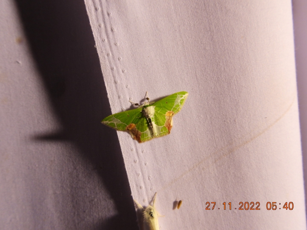 Protuliocnemis partita from Aiyur Forest Rest House on November 27 ...