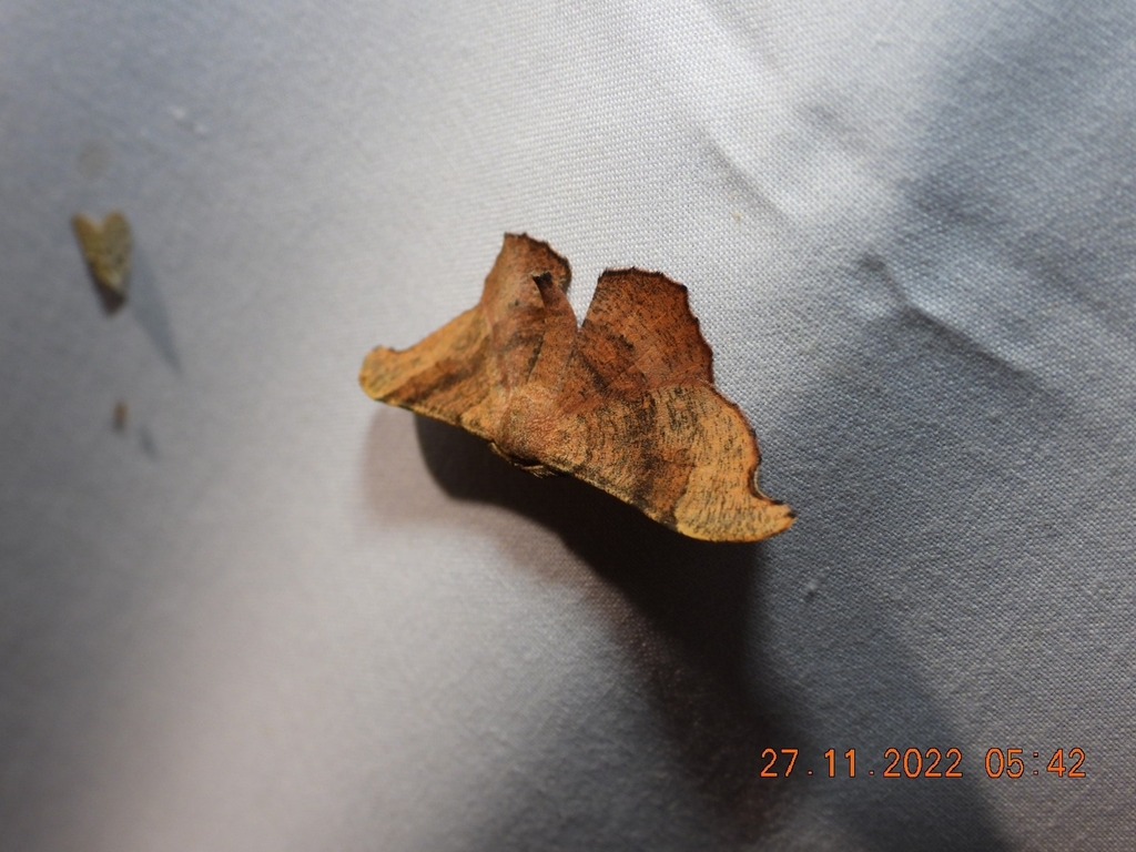 Hyposidra from Aiyur Forest Rest House on November 27, 2022 at 05:42 AM ...
