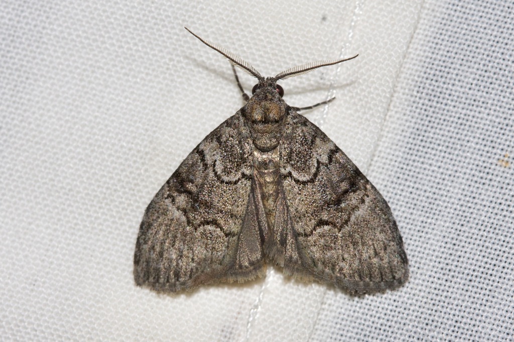 Gum Leaf Skeletonizer from Woods Bushland Reserve, Tuerong VIC 3915 ...