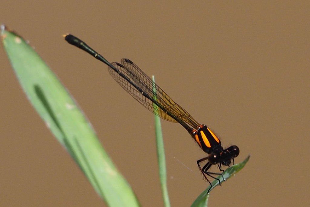 Orange Threadtail from Glen Esk QLD 4312, Australia on April 10, 2022 ...
