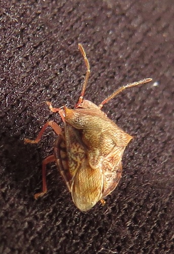 Subfamily Ditomotarsinae · iNaturalist