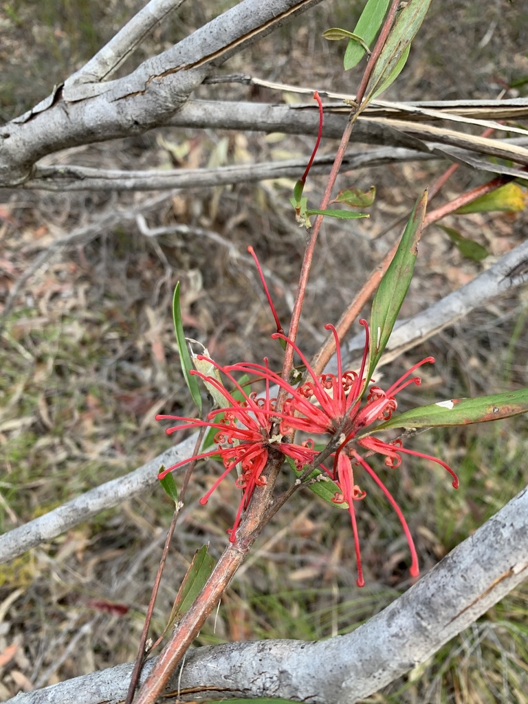 Red Spider Flower from Royal National Park, Royal National Park, NSW ...