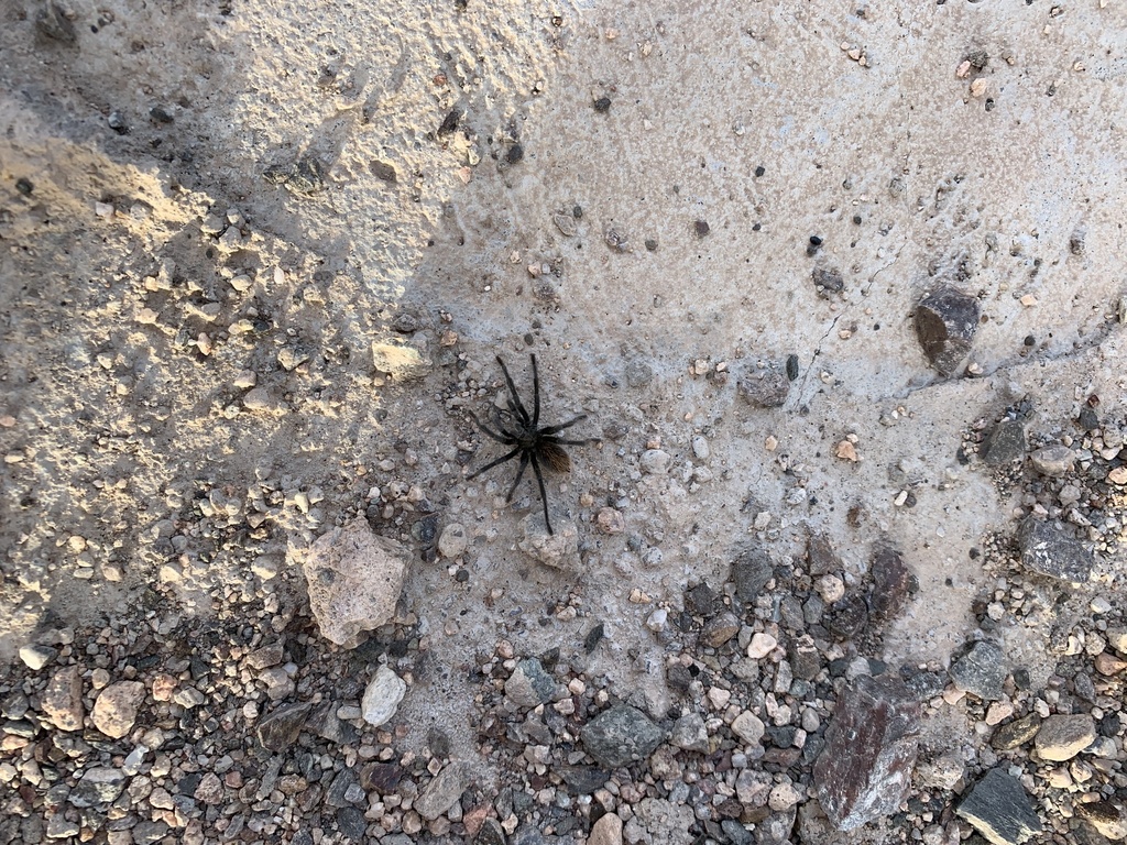 Paloma Dwarf Tarantula from Organ Pipe Cactus National Monument ...