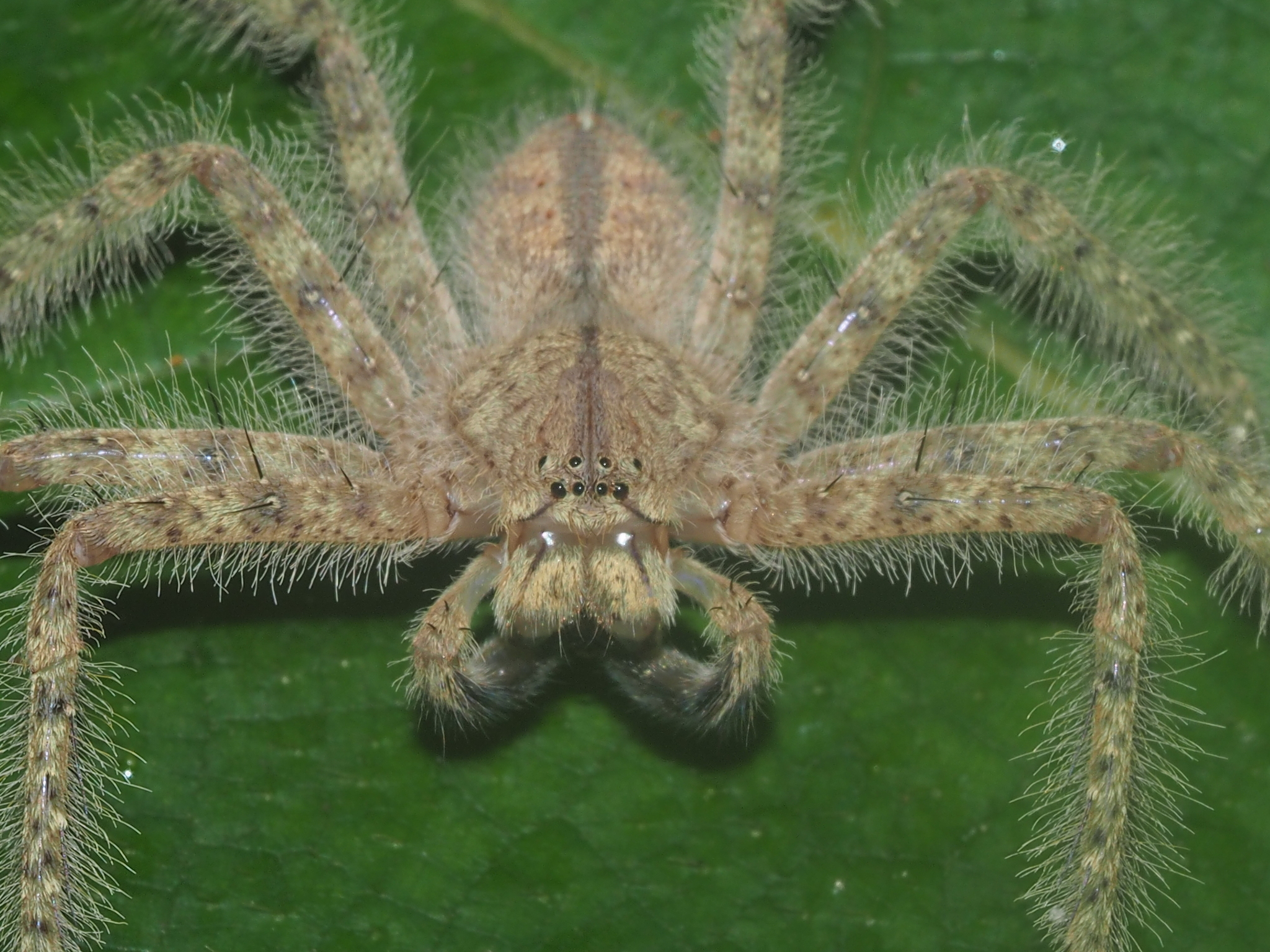 Heteropoda davidbowie Jäger, 2008