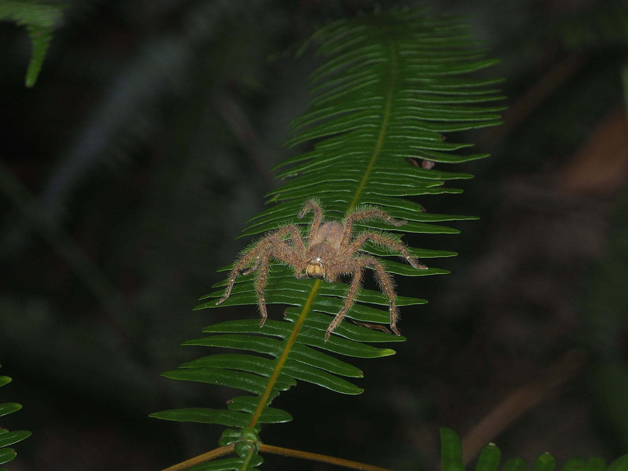 Heteropoda davidbowie Jäger, 2008