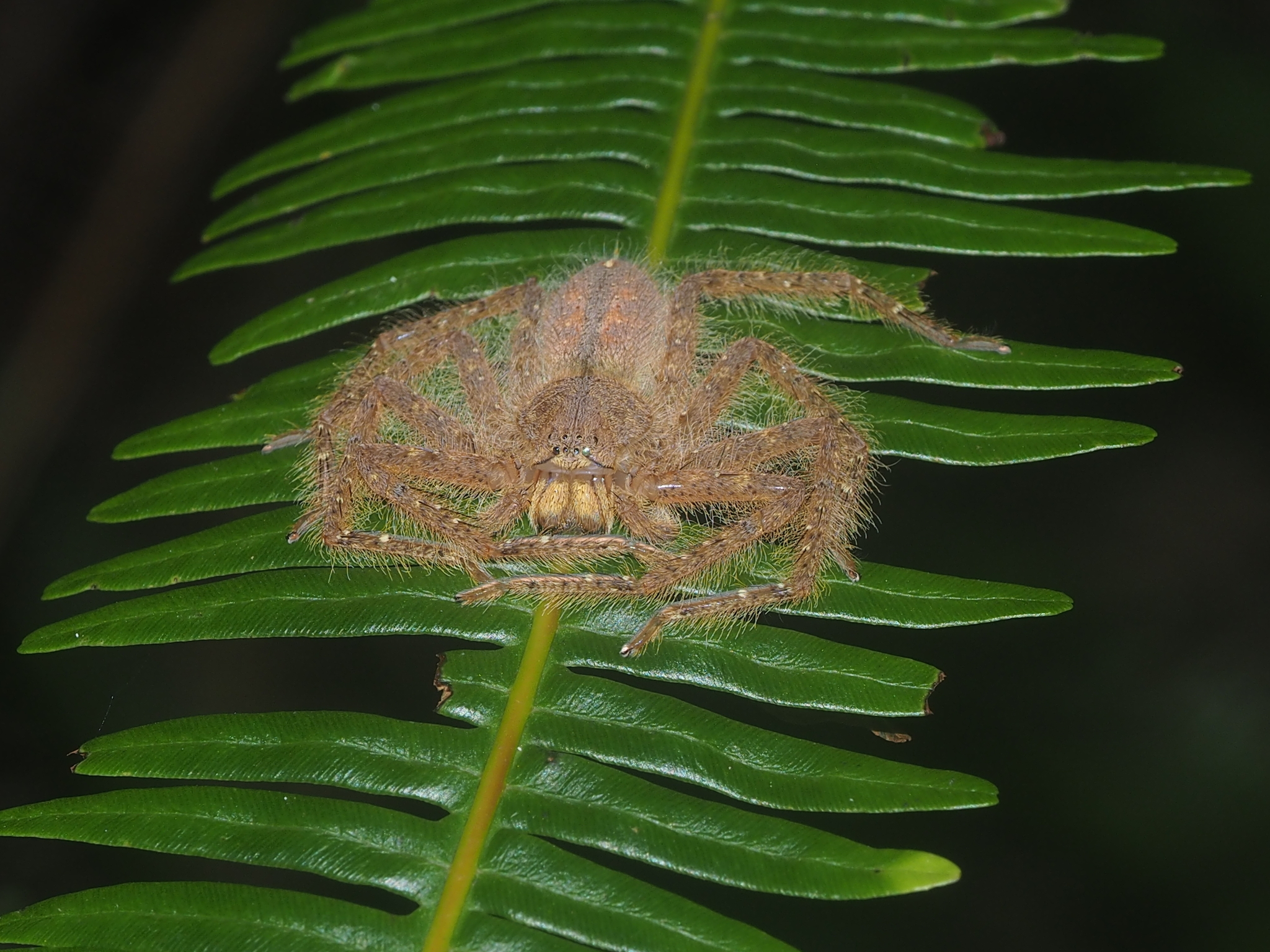 Heteropoda davidbowie Jäger, 2008