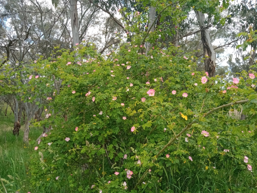 Sweet-brier from Glanmire NSW 2795, Australia on November 27, 2022 at ...