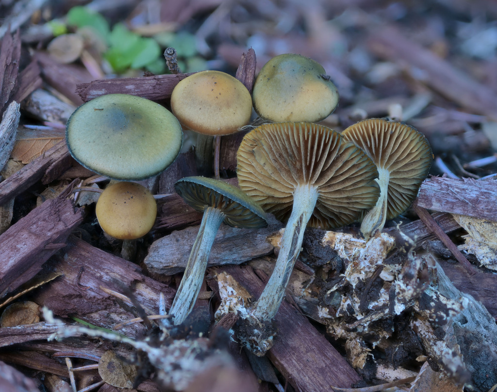 Wavy Cap in November 2022 by Alan Rockefeller · iNaturalist