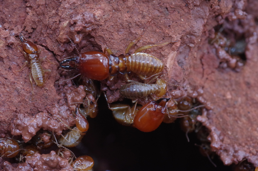 Macrotermes vitrialatus from Main road [EN250/EN160] north from Cuemba ...