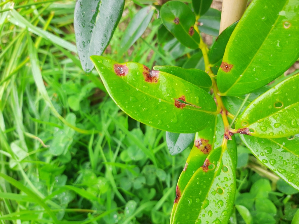 Myrtle Rust from Waiiti, New Zealand on November 27, 2022 at 04:37 PM ...
