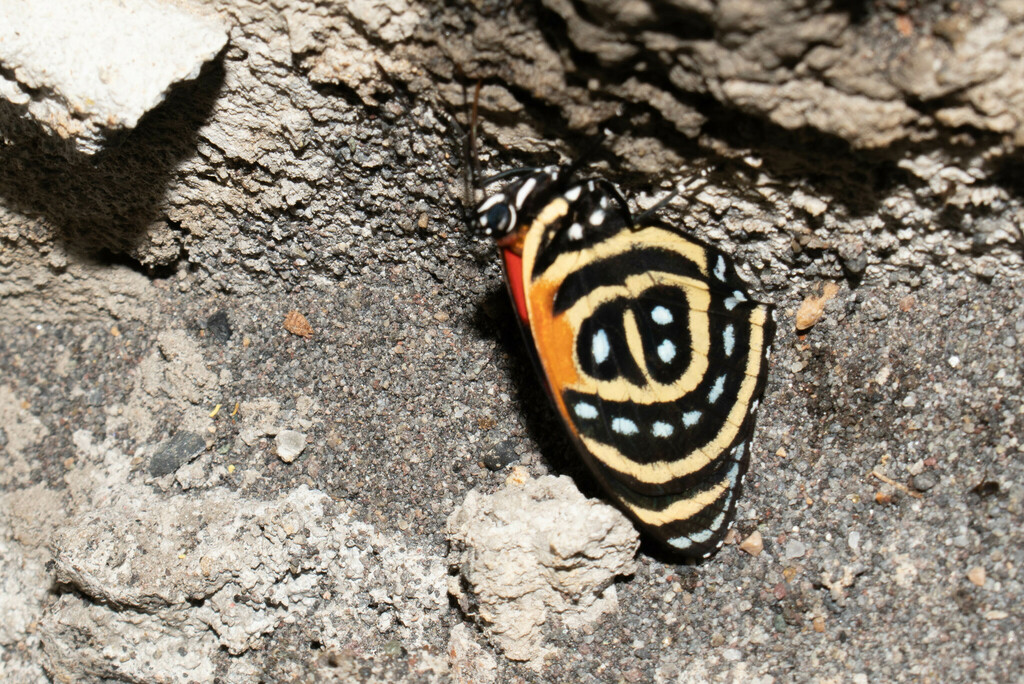 Cynosura eighty-eight from Orellana, Ecuador on October 27, 2022 at 10: ...