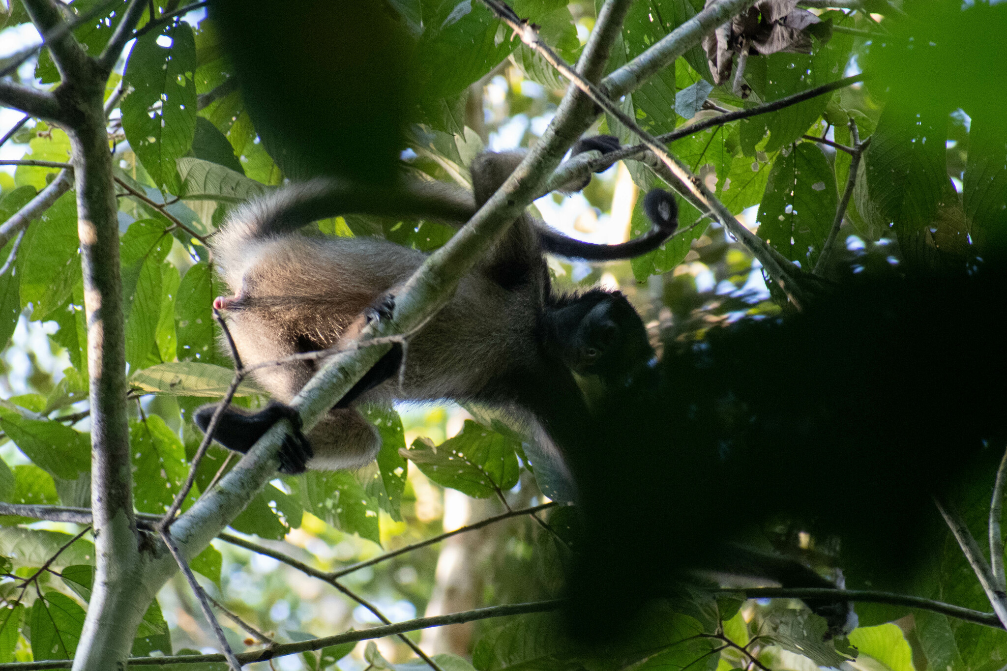 Ateles belzebuth É.Geoffroy Saint-Hilaire, 1806
