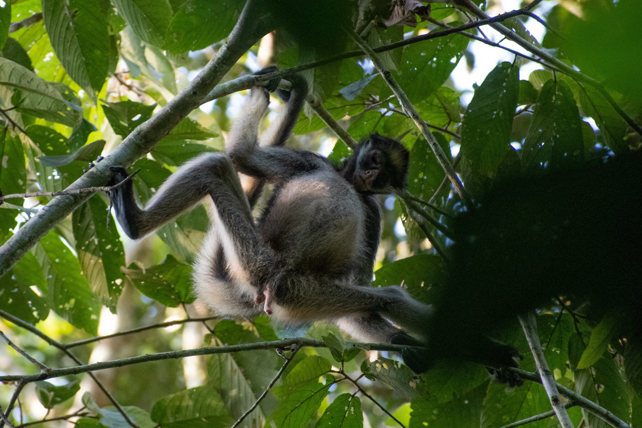 Ateles belzebuth É.Geoffroy Saint-Hilaire, 1806