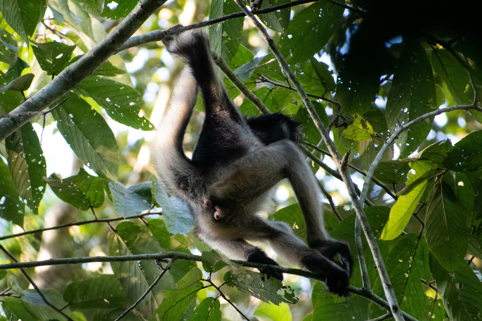 Ateles belzebuth É.Geoffroy Saint-Hilaire, 1806
