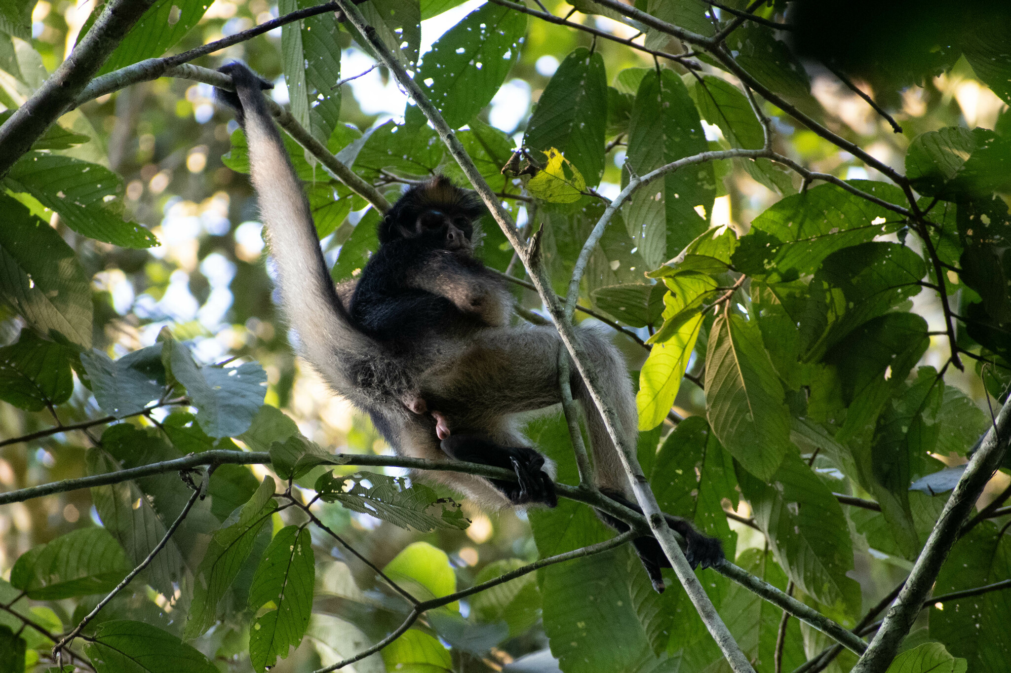 Ateles belzebuth É.Geoffroy Saint-Hilaire, 1806
