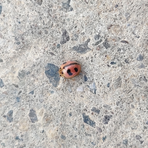 Micraspis allardi · iNaturalist