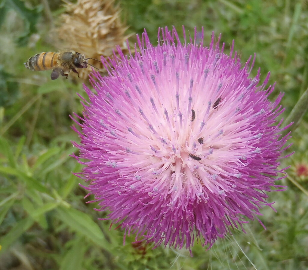 musk thistle from Camp Eagle, Real County, TX, USA on May 27, 2012 at ...