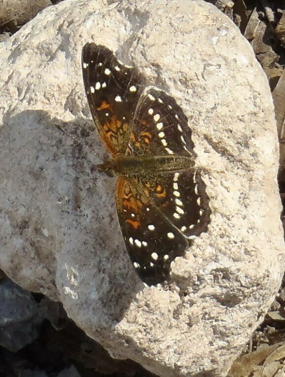 Texan Crescent from Camp Eagle, Real County, TX, USA on May 27, 2012 at ...