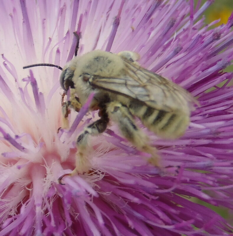 Chimney Bees from Camp Eagle, Real County, TX, USA on May 27, 2012 at ...