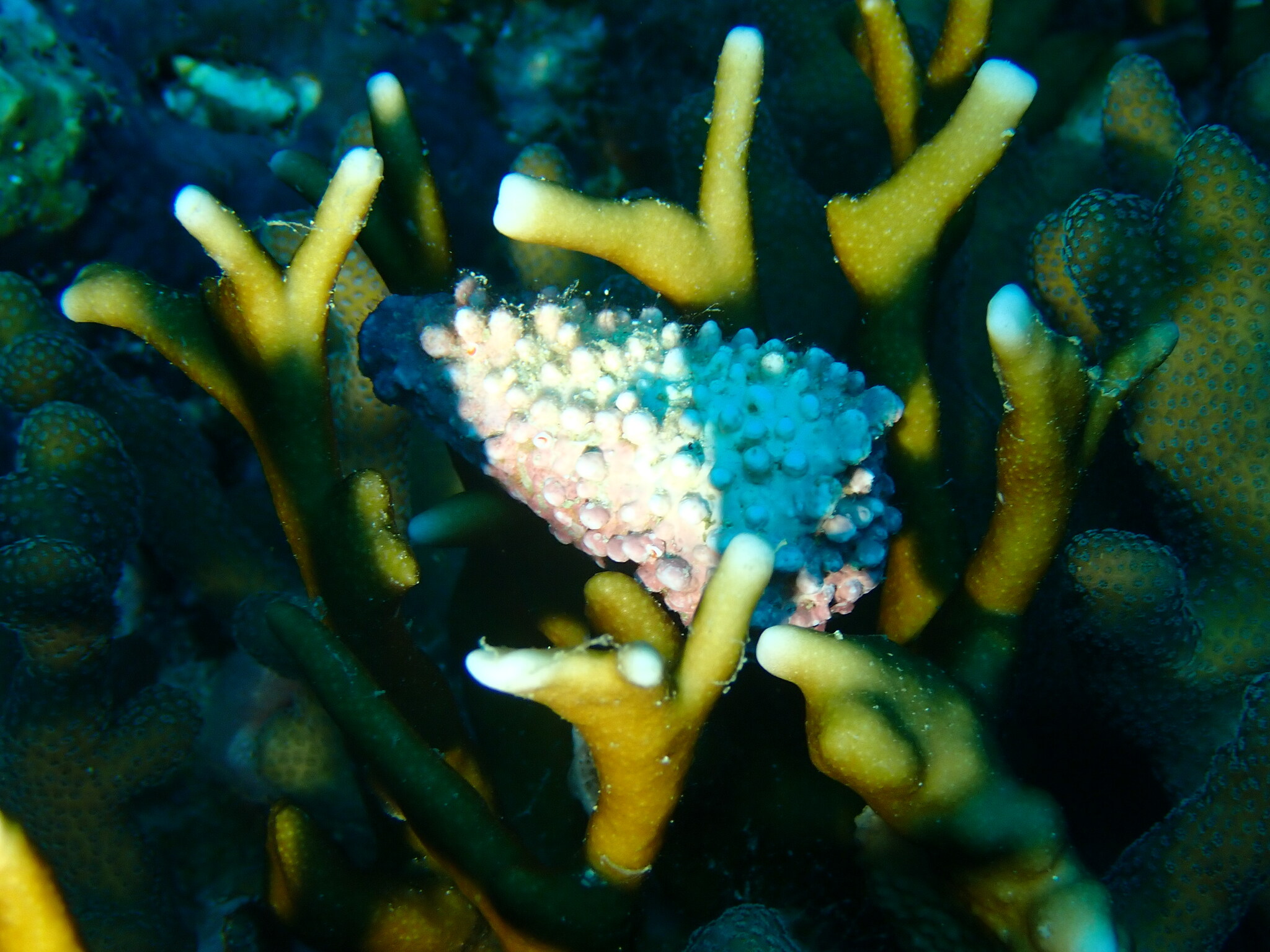 Millepora tenera Boschma, 1949