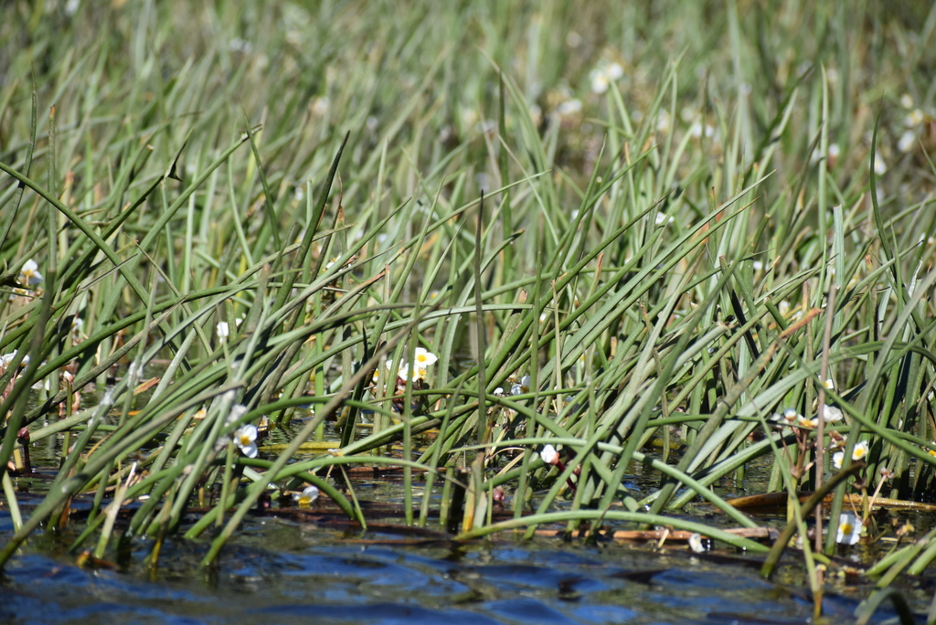 Giant Arrowhead from S-790 km8 ruta Toltén Queule Costa Araucanía Sur ...