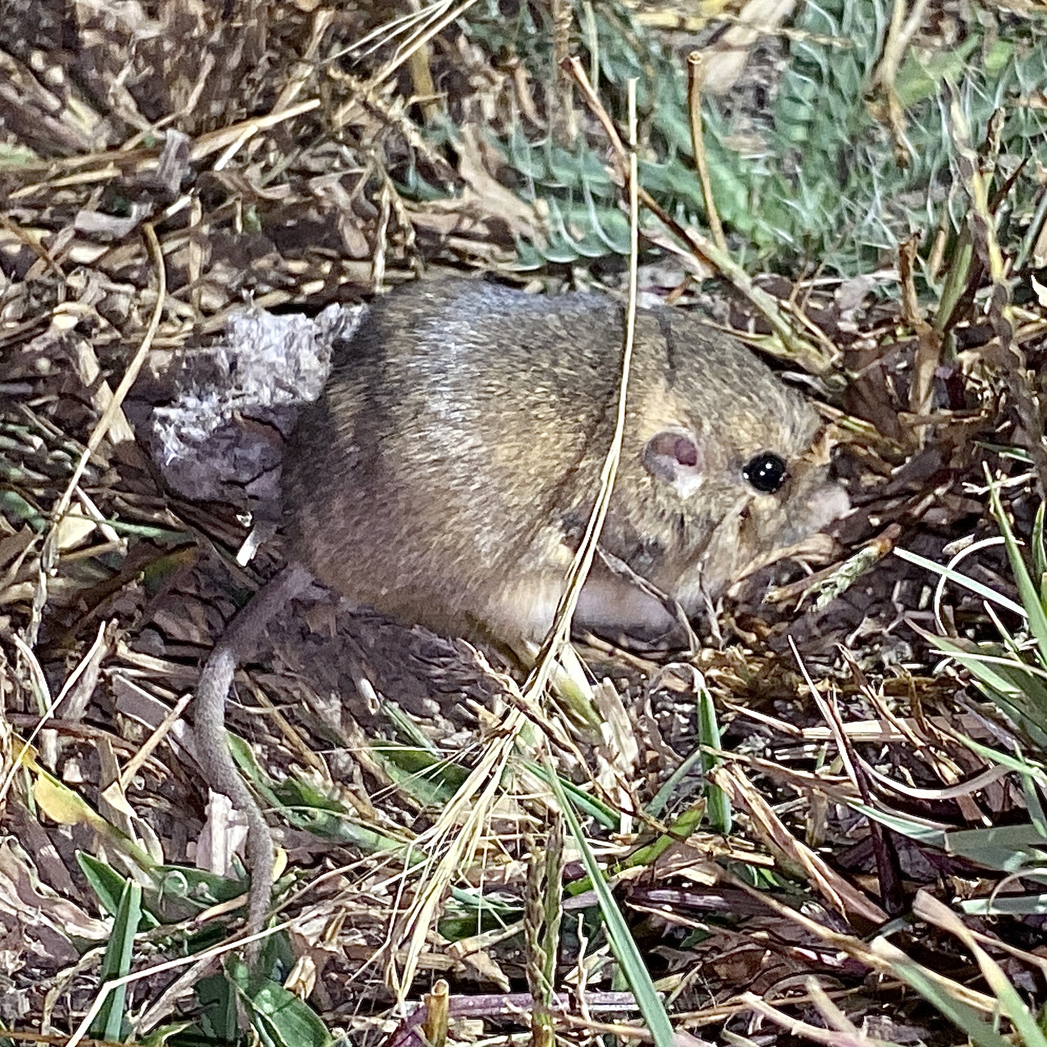 Perognathus flavus Baird, 1855