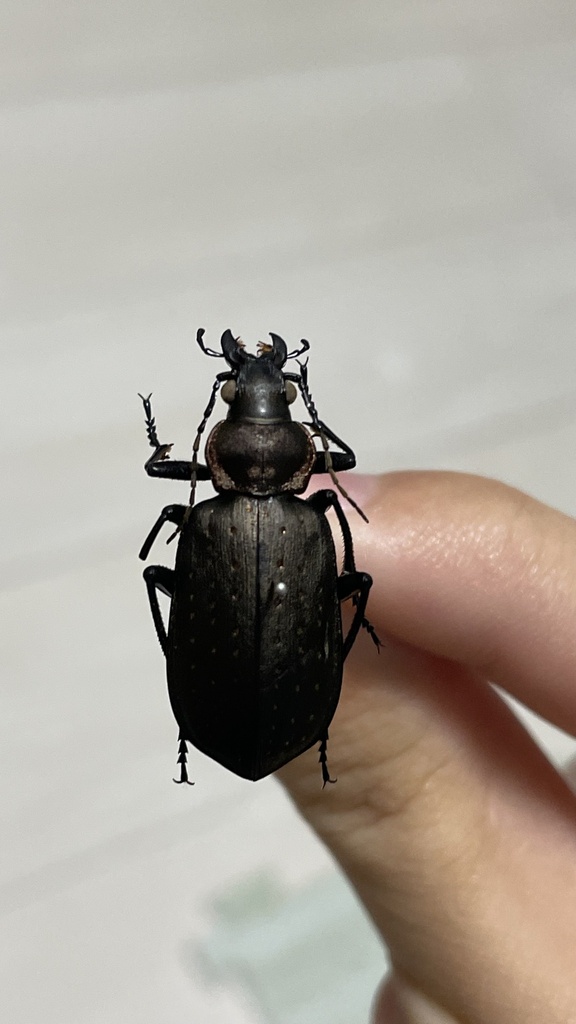 Calosoma chinense in April 2021 by tofuinsect · iNaturalist