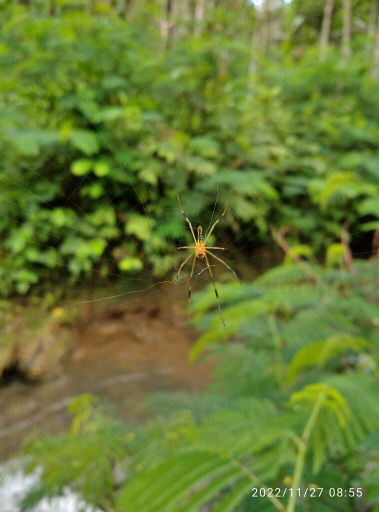 Giant Golden Orbweaver from Kulon Progo Regency, Special Region of ...