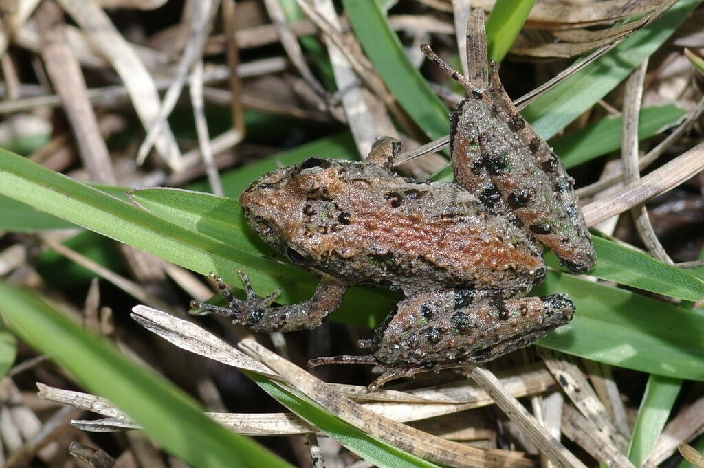 Southern Cricket Frog from Brevard County, FL, USA on November 26, 2022 ...