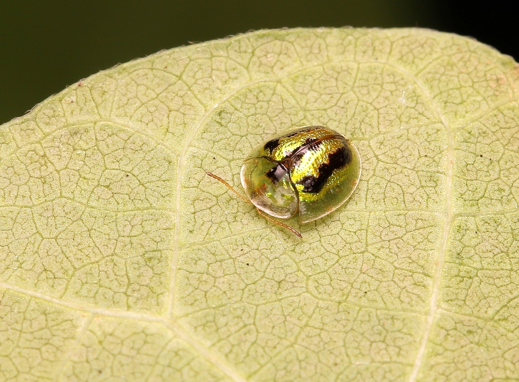 Green Tortoise Beetle from 香港大埔 on November 27, 2022 at 03:38 PM by ...