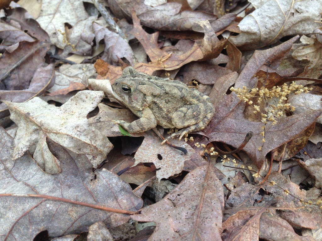 Fowler's Toad from Hanover, Virginia, United States on May 02, 2014 at ...