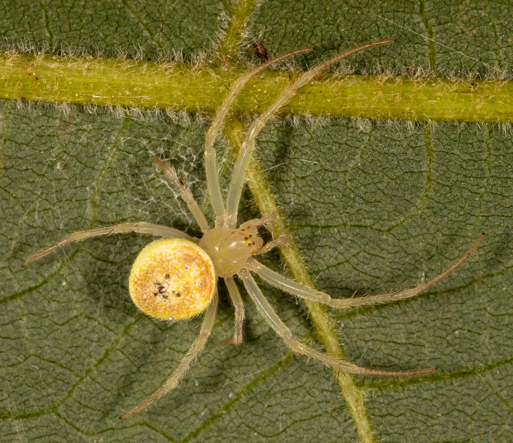Red-backed Orbweaver from Washington County, MD, USA on September 03 ...