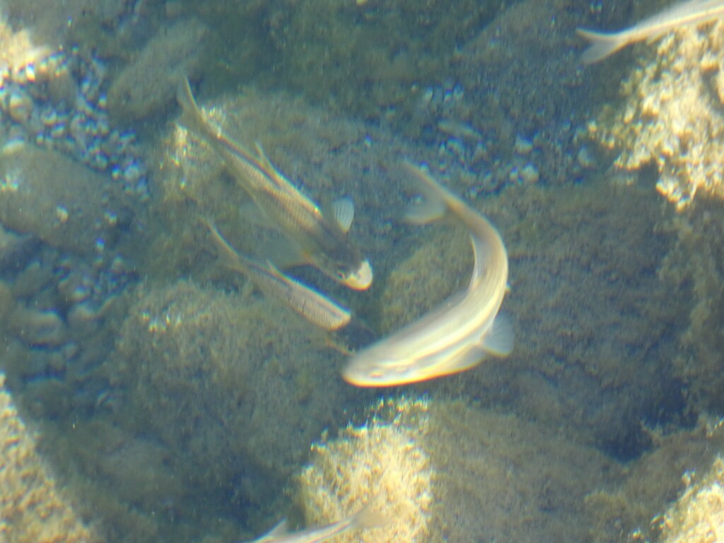 Italian riffle dace from Città Metropolitana di Torino, Italia on ...