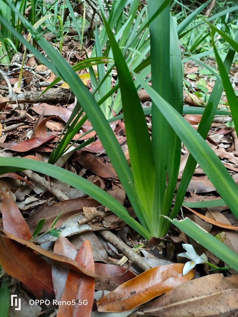 Small Fortnight Lily from Malelane, 1320, South Africa on November 26 ...