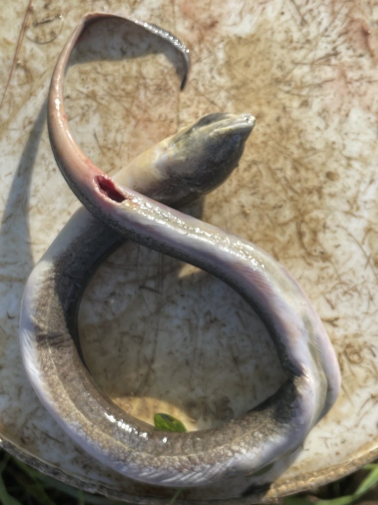 Asian swamp eel from Roka, Sangkae, Provincia de Batdambang, KH on ...