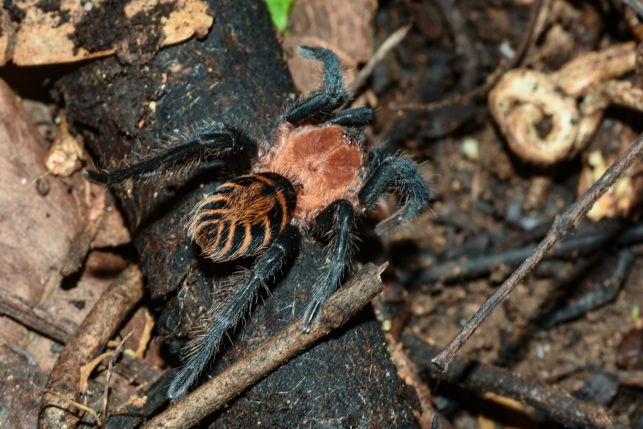 Davus ruficeps (Simon, 1891)