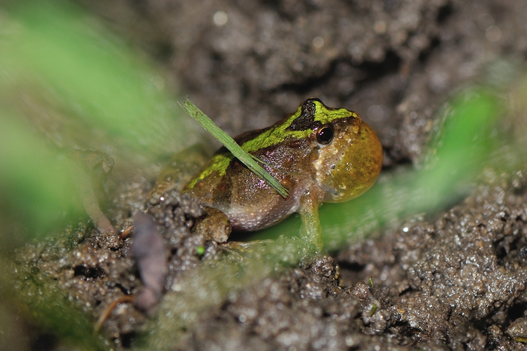 Northern Cricket Frog from Hanover County, US-VA, US on June 27, 2014 ...