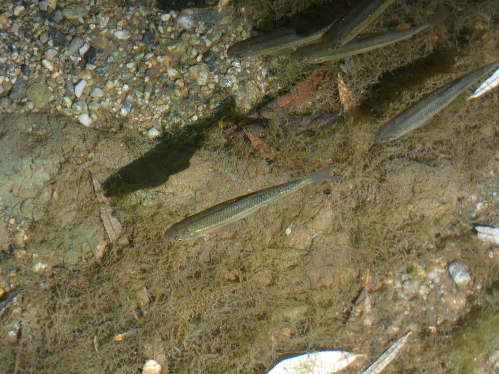 Italian riffle dace from Città Metropolitana di Torino, Italia on ...