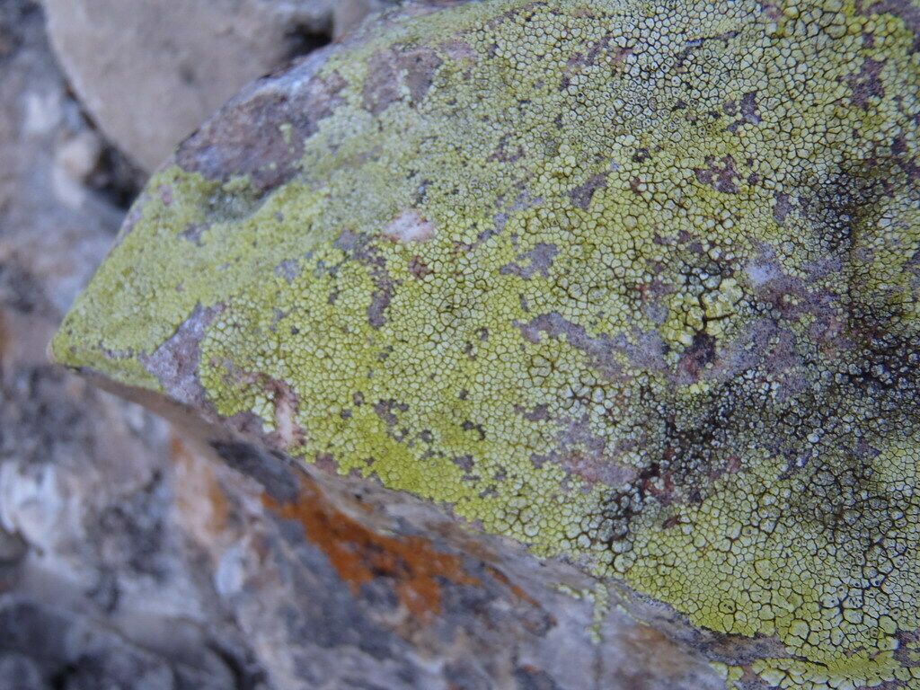 Gold Cobblestone Lichens from Camp Eagle, Real County, TX, USA on May ...