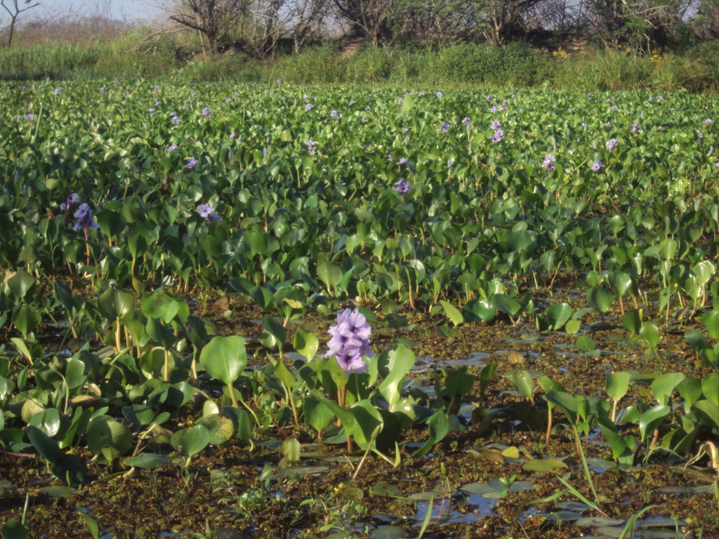 anchored water hyacinth from Gral Alvear, Corrientes, Argentina on ...