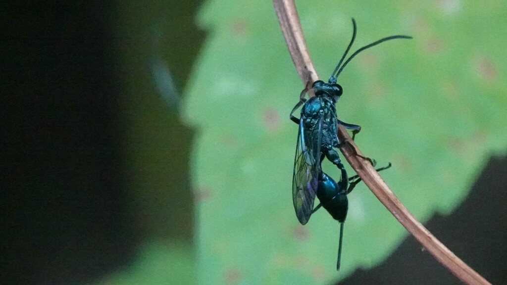 Chlorocryptus purpuratus from 7WX4+GJ6, NH 48, Sasunavghar, Maharashtra ...