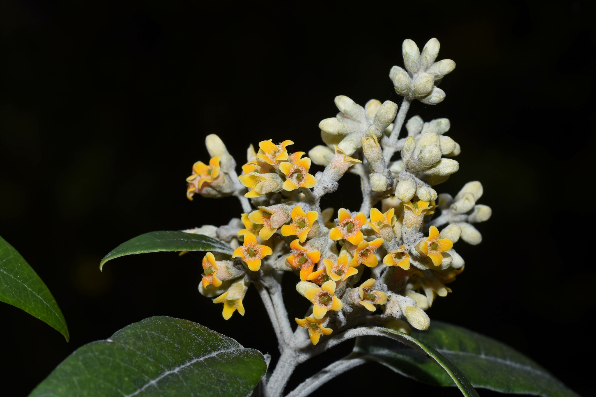 Buddleja nitida Benth.